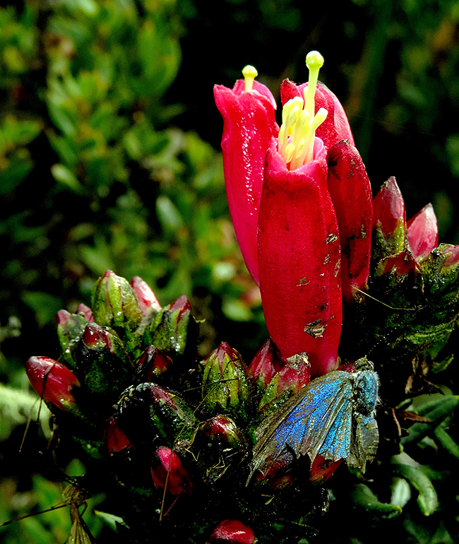 Bejaria resinosa – Ericaceae – Plantas de Colombia