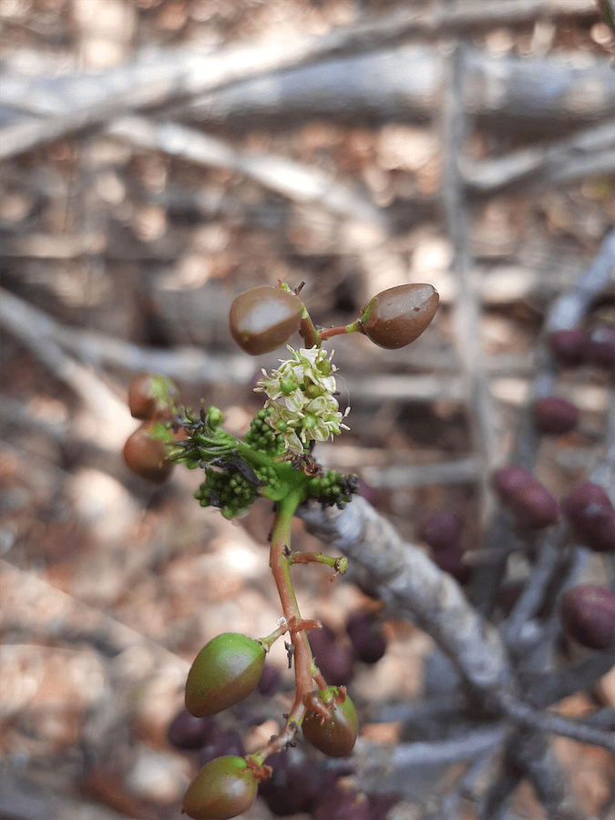 Bursera simaruba (L.) Sarg. – Burseraceae – Plantas de Colombia