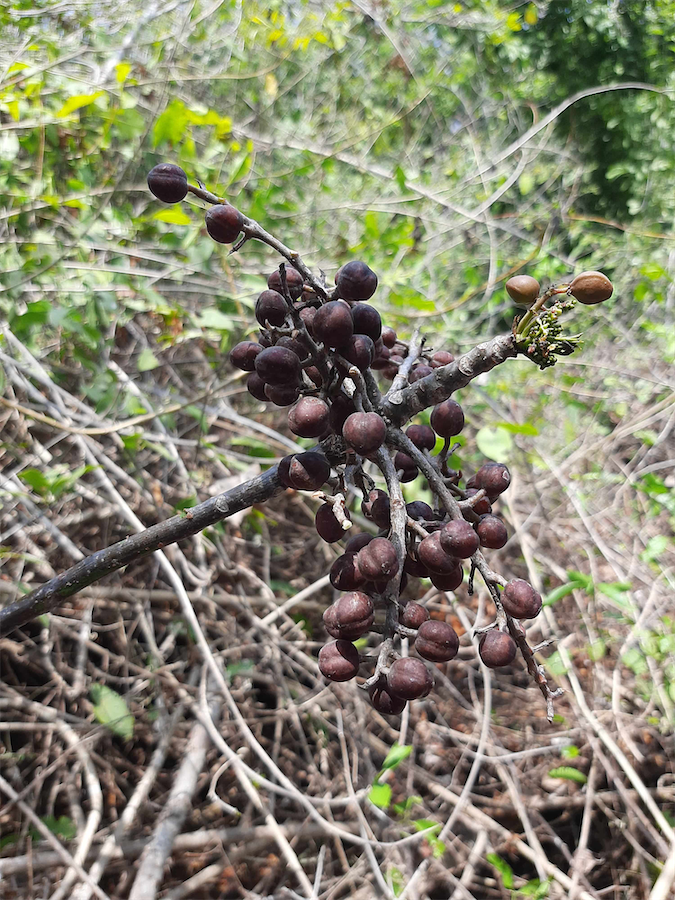 Bursera simaruba (L.) Sarg. – Burseraceae – Plantas de Colombia