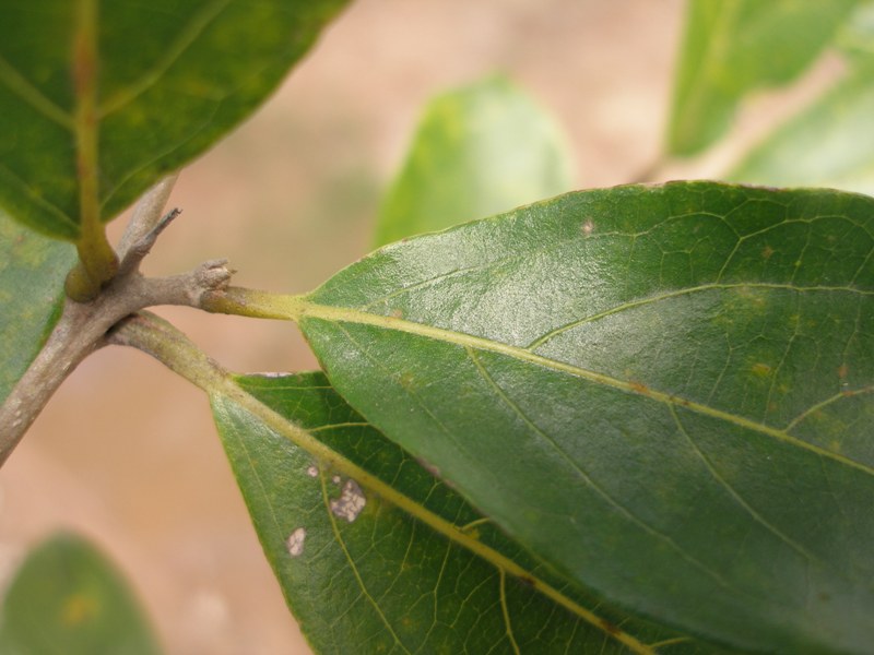 Cordia collococca L. – Cordiaceae – Plantas de Colombia