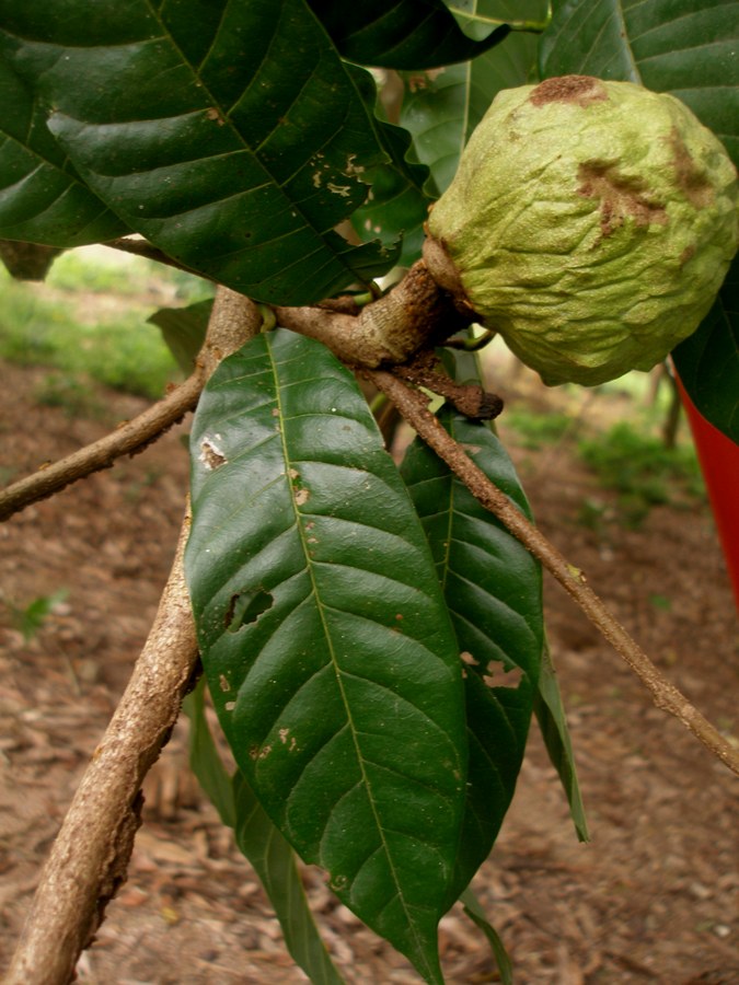 Fusaea longifolia (Aubl.) Saff. – Annonaceae – Plantas de Colombia