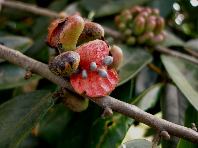 Xylopia aromatica (Lam.) Mart. – Annonaceae – Plantas de Colombia