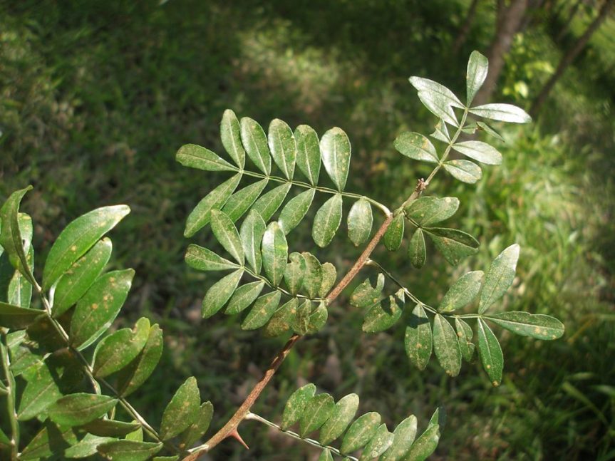 Zanthoxylum fagara – Rutaceae – Plantas de Colombia