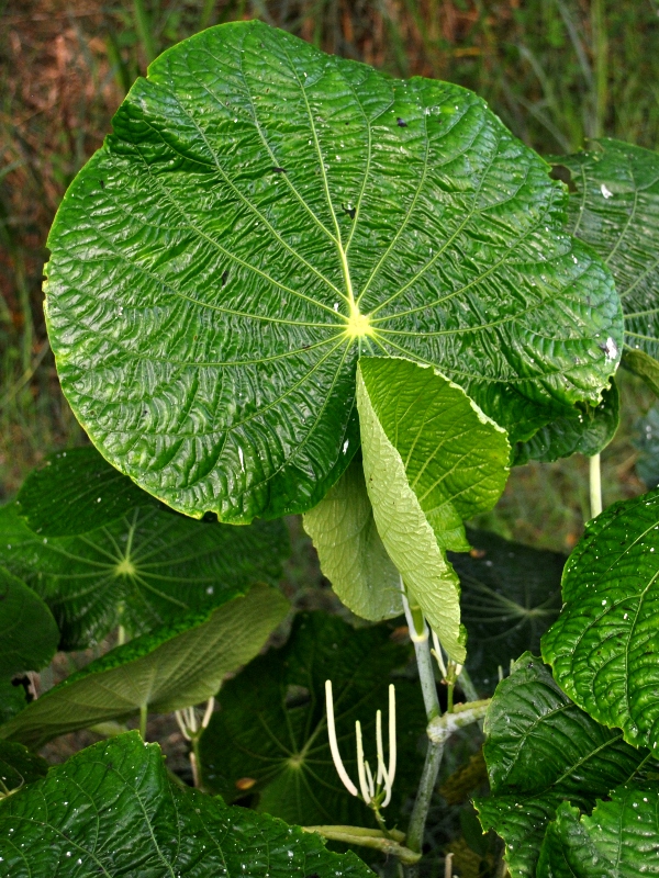 Piper peltatum – Piperaceae – Plantas de Colombia