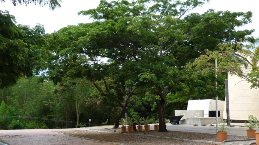 Calliandra pittieri – Fabaceae – Plantas de Colombia
