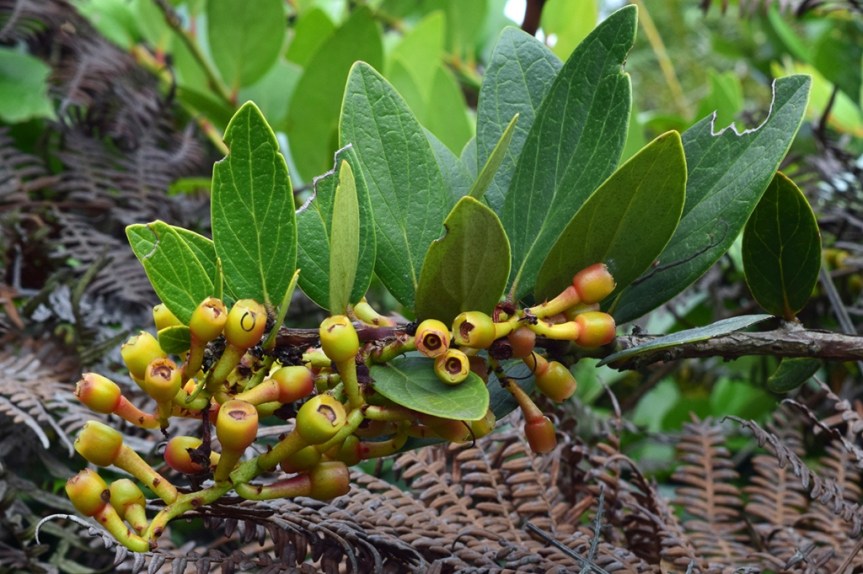 Macleania rupestris – Ericaceae – Plantas de Colombia