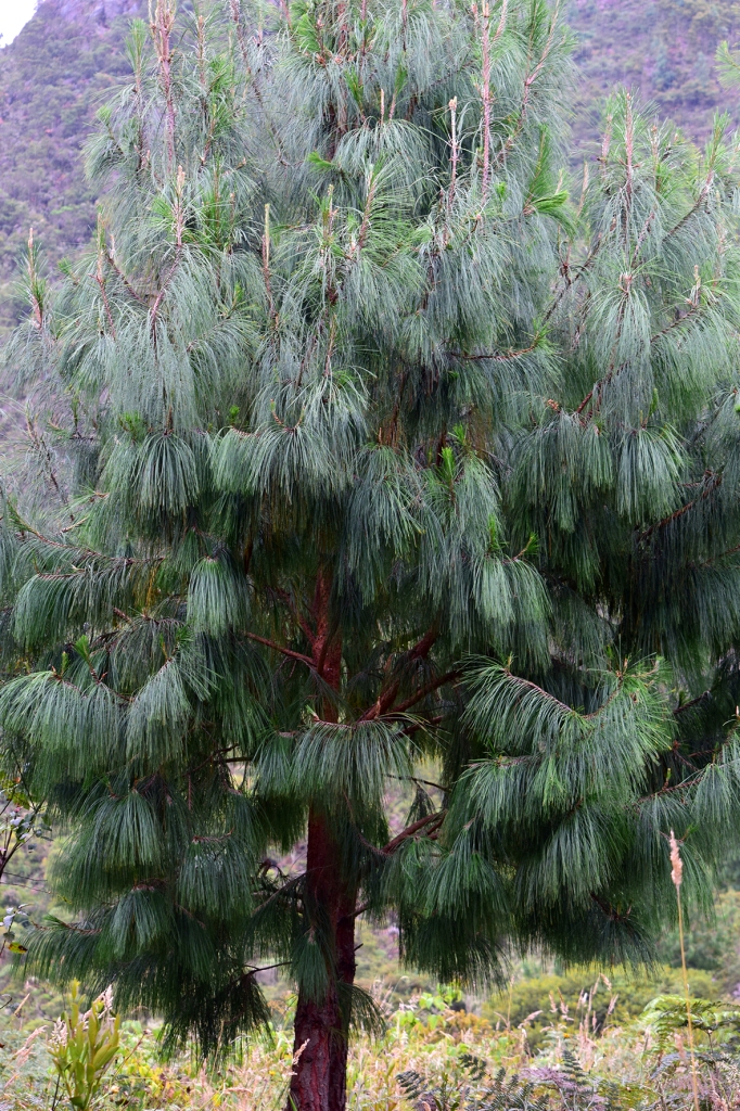 Pinus patula – Pinaceae (Exótica Cultivada) – Plantas de Colombia