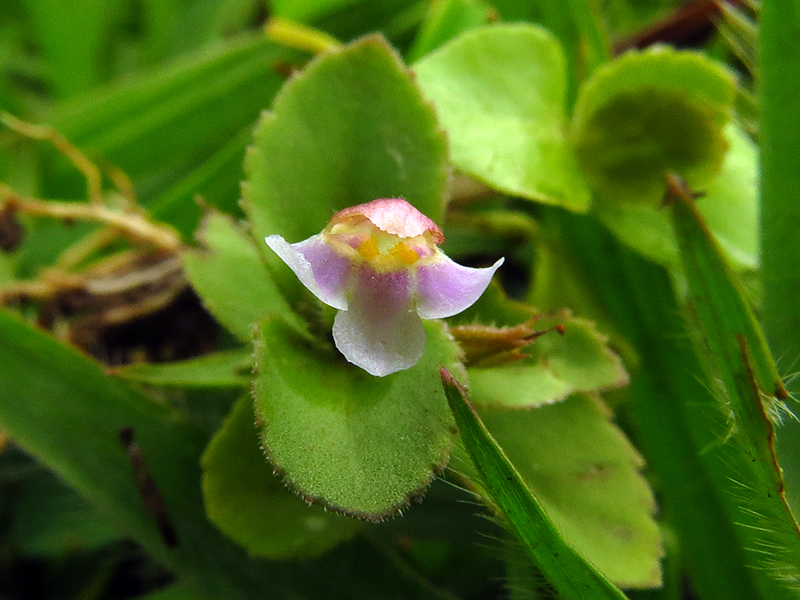 Lindernia diffusa – Linderniaceae – Plantas de Colombia