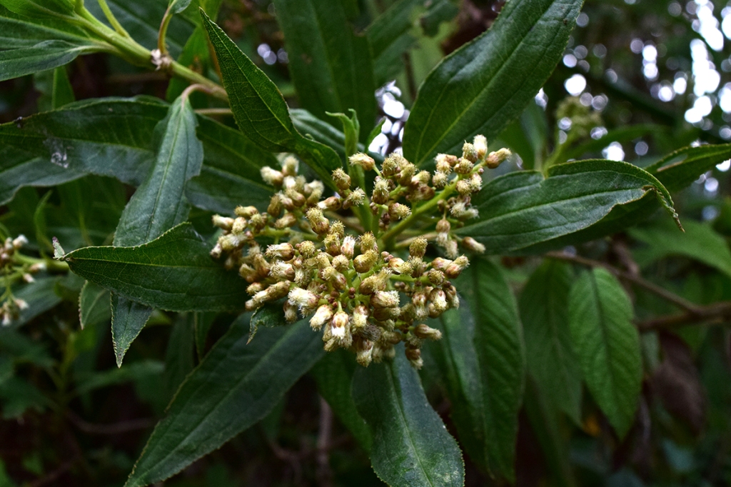 Baccharis – Plantas de Colombia