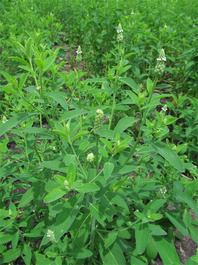 Sphenoclea zeylanica – Sphenocleaceae – Plantas de Colombia