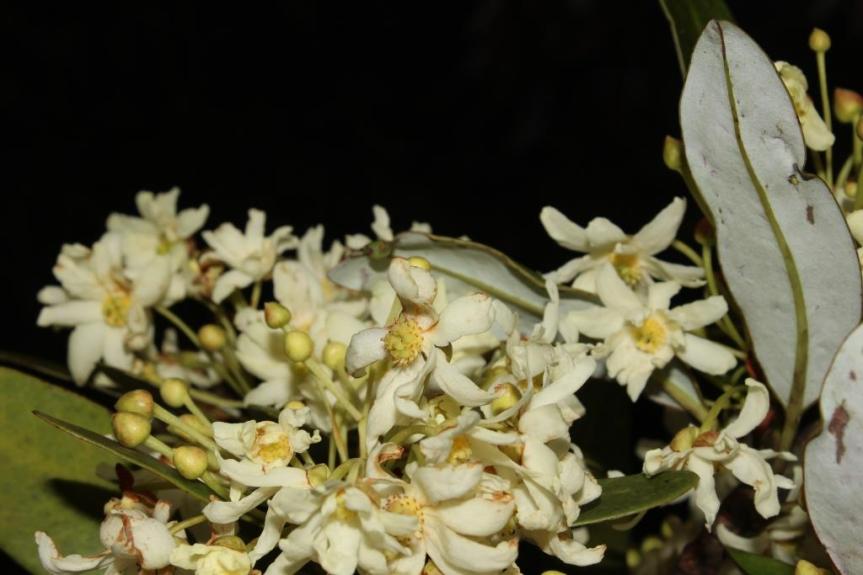 Winteraceae – Plantas de Colombia