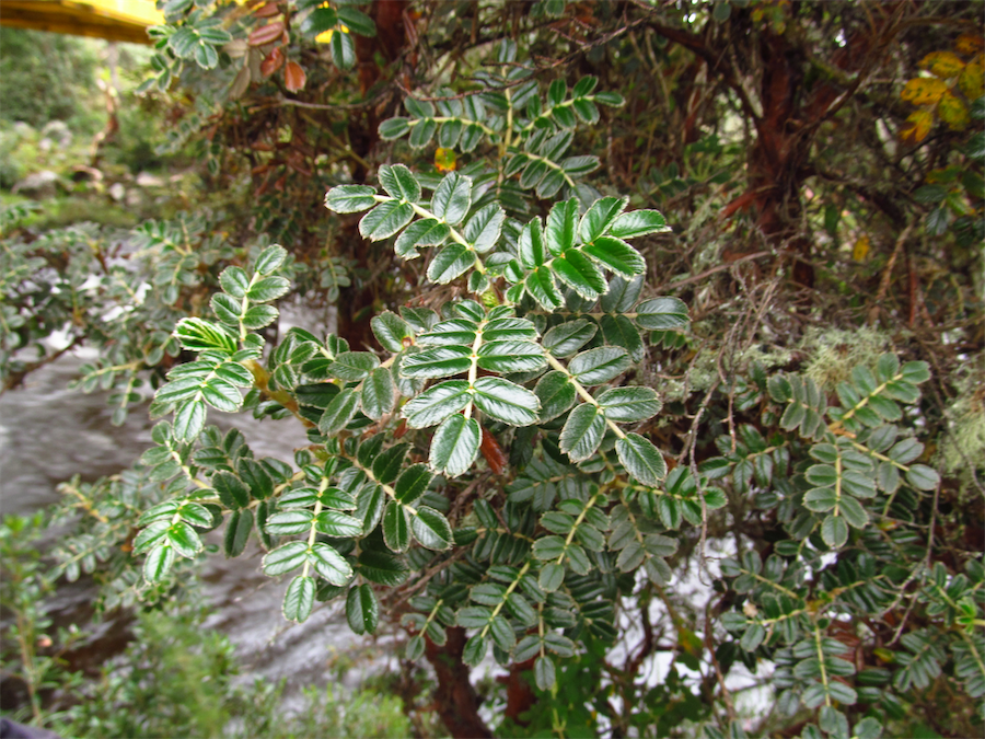 Polylepis quadrijuga Bitter – Rosaceae – Plantas de Colombia